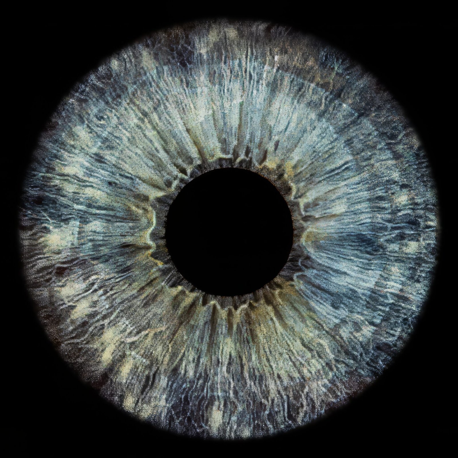 Eyeconic Photo | Iris Photography in Northern Virginia