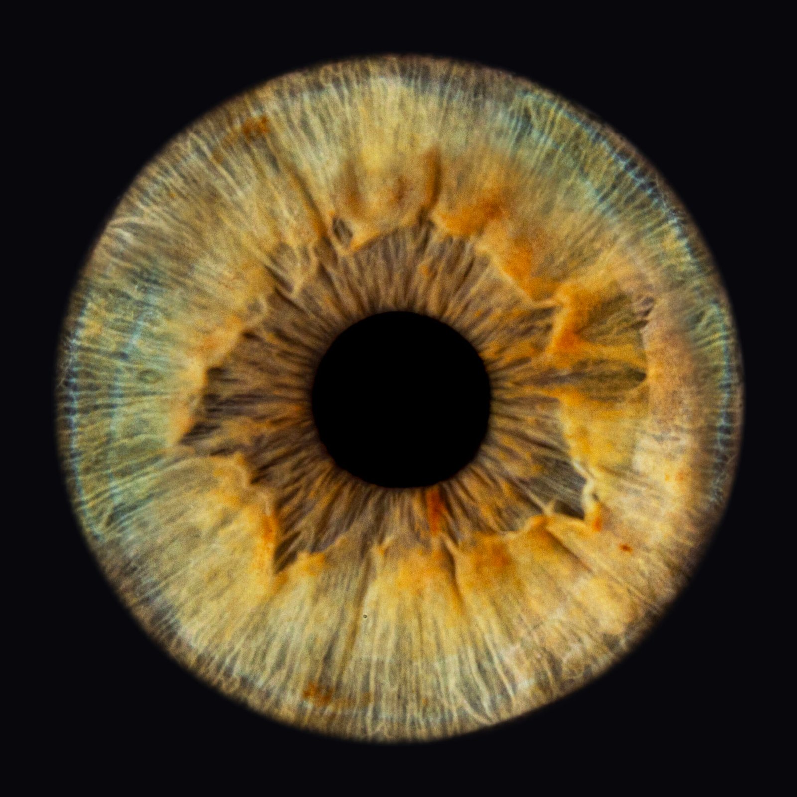 Eyeconic Photo | Iris Photography in Northern Virginia