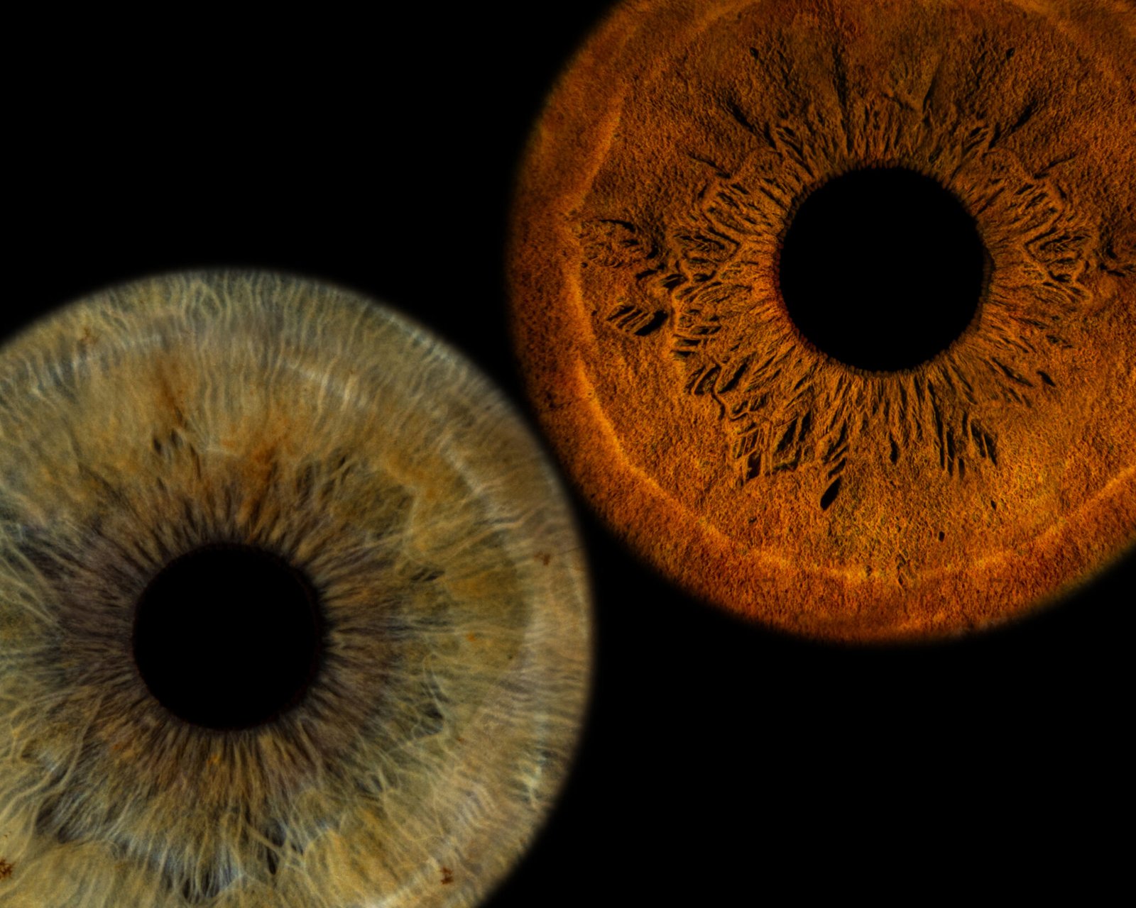 Eyeconic Photo | Iris Photography in Northern Virginia